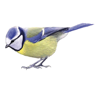 PIMPELMEES - BLOCBIRDS